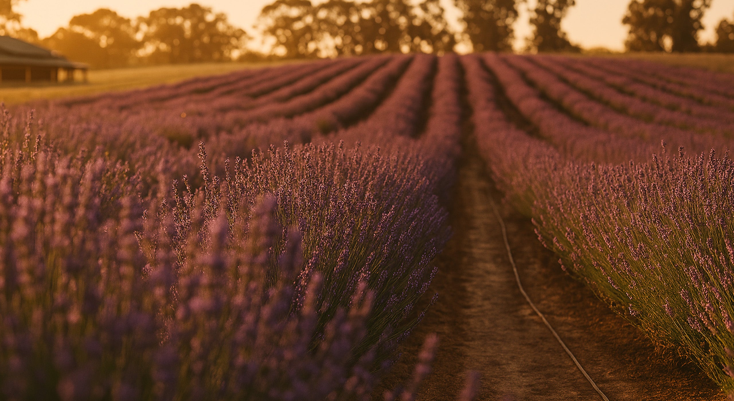 Our Story | Lavender Estate Farm, Distillery & Family Café – Lavender ...